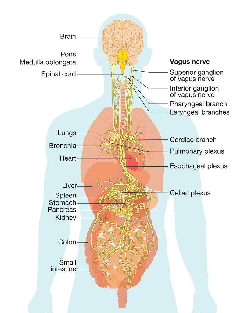 Understanding the Vagus Nerve